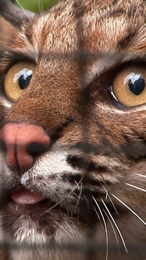 Billy and Ricky head to a client's pond, where a mystery predator’s been feasting on ducks every night! 🦆 #BillyTheExterminator | Billy the Exterminator on A&E