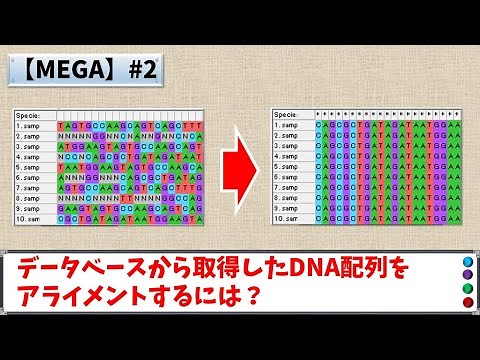 【MEGA】MEGAX の 使い方・アライメント / Alignment #2