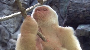 Snowflake: The White Gorilla