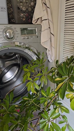 1st video on my brown spots on Schefflera tree. Fungicide and recipe | The Garden Frog Gal