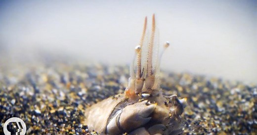 Deep Look:For Pacific Mole Crabs It's Dig or Die Season 5 Episode 3