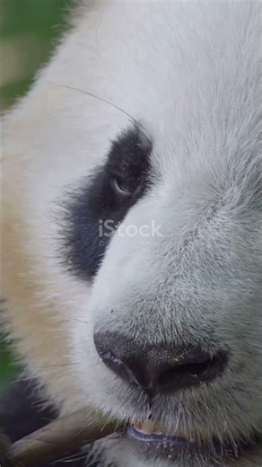 Giant Panda Fact: Secret Scent Messaging