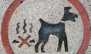 Dog DNA nails irresponsible owners