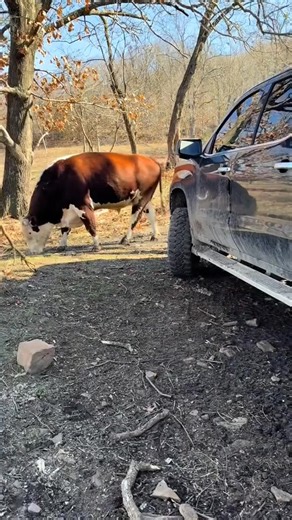 123K views · 2.2K reactions | #rufusthebull #redfordthebull #family | The Bull Merch | Facebook