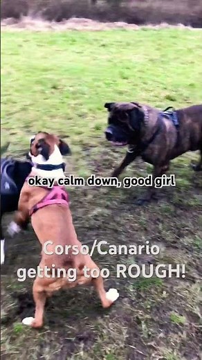 Boxer Dog Puts a Cane Corso-Mix in His Place! 💪🐾