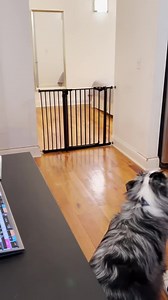 9.1M views · 10K reactions | Dogs are magical | Vector | Facebook