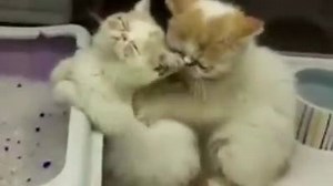 Hari minggu siang - siang gini enak deh kayaknya kalo dapet message pijit - pijit biar puasanya bisa tambah fresh.. :D hihihi pasti seru yah kalo punya mpuss yang pengertian begini :D | Nur Utami - Nuhijab Syar'i