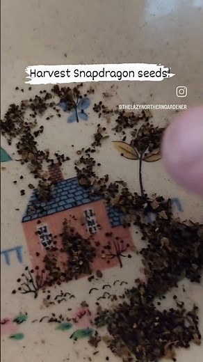 Harvest snapdragon seeds in 3 easy steps!