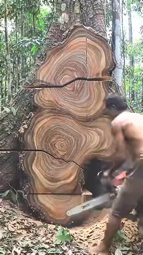 Have You Ever Cut Down a Giant Tree and Found a Python Nest Inside？#woodworking #chainsaw_229 | Mantri Hewan Fadil