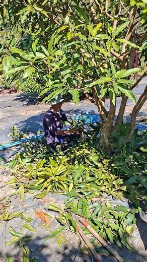 7.9K views · 27 reactions | This fruit tree pruning project is almost...