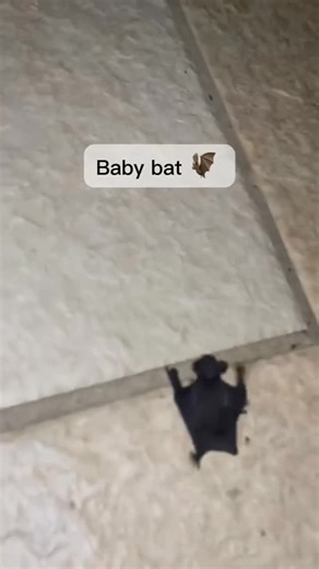 Bats Lover | Follow: @batsloveronly 🇺🇸 All credit are reserved for their respective Owners ! Credit or delete=> Message @batsloveronly #flughund... | Instagram