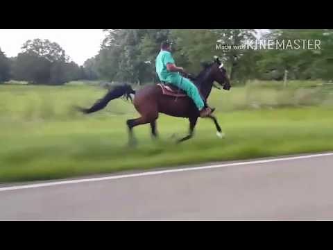Fast standardbred! Speed Racking horse/Singlefooting