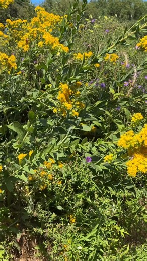 Hold onto your hats for the information and nuances here.😅 Do you have any goldenrod? Most species are late-season pollinators, which is key to get insects and birds through the season with enough energy for their needs. I attended an event recently, hosted by Grow Native Massachusetts and Meredith shared some great information about different goldenrod species and helped distinguish varieties. Shortly after, I visited the @nybg and had an opportunity to chat with Michael Hagen, who is the cura
