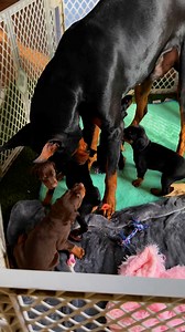 474K views · 15K reactions | When Sergeant Just Can’t Help Himself… ...