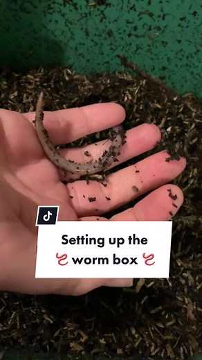 There’s a warning before I show the worms up close for any squeamish folks! ❤️ But anyway, here’s the promised worm box setup video! #wormbin #wurmkiste #wormcomposting #vermicomposting #worms #farmtok #gardentok #homesteading #growyourownfood #lesswaste #lesswastelifestyle #lesswastekitchen