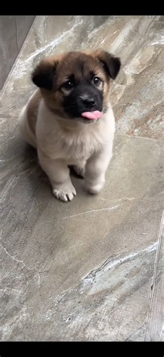 Cutest Foot-Stomping Puppy