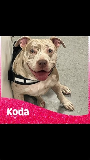 Beautiful Koda came in to see our vet as she had a skin flare up 🐾 If you think that your pet may suffer from skin allergies the common symptoms are; Excessive Itching/Scratching. Skin Changes: Redness, inflammation. Infections: Chronic or recurring ear and skin infections. Hair Loss & Crusty Skin: Areas of baldness, scabs etc. Please contact us if you are unsure and we can help. 📱What app: 07361592545 💻 Email: Bodmin@vets4pets.com ☎️ Phone: 01208 261690 | Vets4Pets Bodmin
