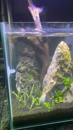 Day 1: Nano Cube Tank Setup | Planted Aquarium Inspiration 🌿