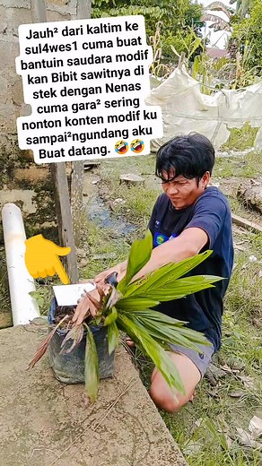 210K views · 885 reactions | Jauh-jauh dari kaltim ke Sulawesi cuma mau di suruh datang bantuin saudara modif kan bibit sawitnya di stek dengan Nenas... 藍藍 #thinline #sportsmanagement #reelsviral #reelsfyp #komedi #jangkauanluas | Putu Yogha Anggara | Facebook