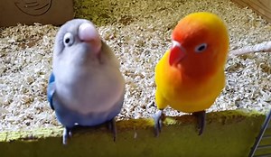 Agapornis Fischeri ou Agapornis fischer