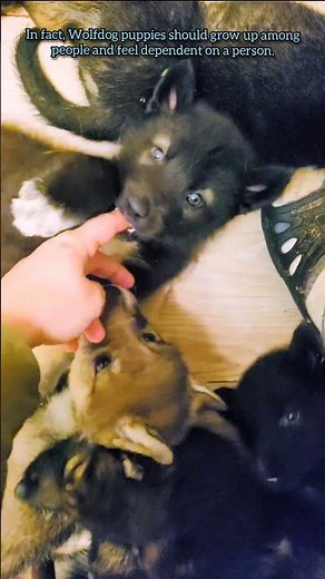 This is important to know when breeding a wolfdog! #puppies #wolf #wolfdog