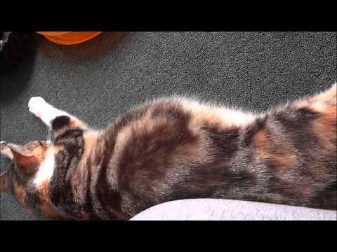 Khaleesi's Alien Belly