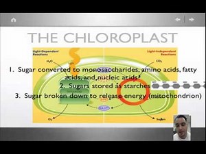 Standard 6 - Photosynthesis and Cellular Respiration