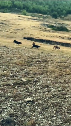 chase rabbit 🐇 pointer dogs are best for Hunting, #puppy #animals #pointerdogs #barkingdog #shorts