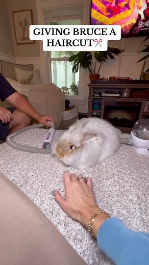 Transforming Bruce's Look with a DIY Trim