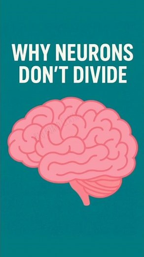 Why Neurons Never Divide 🧠 | Mind-Blowing Biology Fact #biology #science