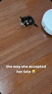 1.3M views · 10K reactions | join the discord in our bio! . . dm for credit/removal: #cursedcats #cursedcat #animalmemes #sadcats #catlife #catfeatures #catloversclub #catmemes #cat #cattos #catsofinstagram #catmeme #cattomemes #wholesome #catvideo #chonk #cats #memes #cats_of_instagram #sadcat #wholesomememes #funnycat #funnycatmeme #politecat #funny #cutecat #reels #catsbeingcats | Just cats being cats | Facebook