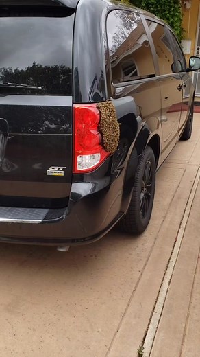 BEEp BEEp! Why do swarms land on cars? 99% of the time they aren't planning on moving in, they're just resting! So don't drive off... because that can separate the queen from the swarm. Park and call a beekeeper to relocate them. #cartok #beetok #swarm #cars #nature #bugs #insects #bees