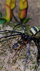 beetle sprays hot acid - spider badly burned😱😱 #bomberdier #spider #beetle | Bùi Văn Tuấn