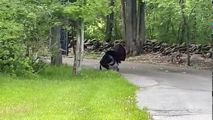 319K views · 10K reactions | Went out to check the mail. Didn’t want to interrupt this guy looking for love in my driveway, so I stopped. Watch the video….listen, he gobbles a few times and they come out of the woods to him. | Steve Caporizzo | Facebook