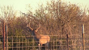 Well, Folks, it's #FreakFriday finally! Now #fightfriday in addition, check out these low fence monster South Texas bucks going at it! Watch until the end! Have a great weekend and don't forget to join here to watch more videos and live TV here! Team Double Down™ TV - JM #texasranch #texashunting #southtexas #brushcountry #girlswhohunt #texashunt #trophywhitetails #whitetail #bowhunting #huntingseason #deercamp #bigbuck #deerstand #huntingisconservation #sportsman #hunters #bowhunter #qdma #deer