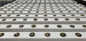 [Hot Item] Vertical Farming Growing System Nft System Nft Channel Growing System Pipe Hydroponic Pipe