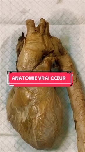 Anatomie du Cœur - Vaisseaux et Artères Expliqués
