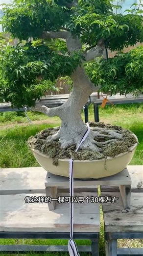 Bonsai maintenance with moss 2024 new farmer plan tips