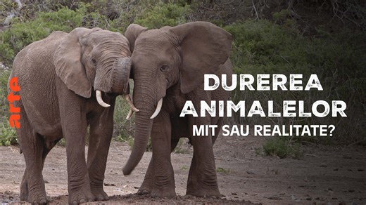Tristețea animalelor: mit sau realitate? - Vizionează întregul documentar