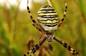 Dornfinger-, Winkel- und Wespen-Spinne - diese fünf Spinnenarten gibt's in Deutschland