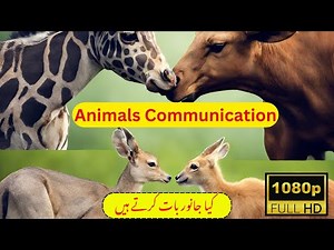 Animals Communication | Animals Talking to Each Other| #animals