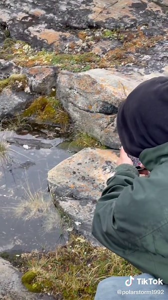 Arctic Leming Animal Hunting Outdoors Filming