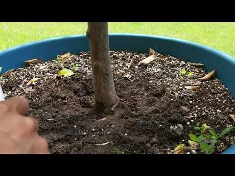 Why tree leaves drop and branch dieback: my orange tree