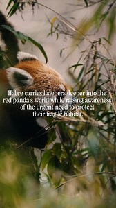 14K views · 375 reactions | Happy International Red Panda Day! ...