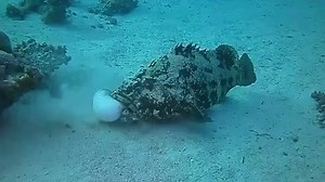 59K views · 189 reactions | Ok, now we understand the puffing part of the puffer fish... #grouper #fishing #redtunashirtclub | Red Tuna Shirt Club | Facebook