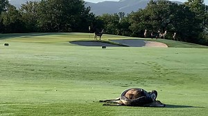 Watch: Python entangles bushbuck on Mpumalanga golf course [video]