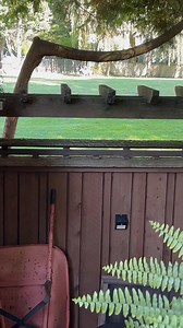 Mama caught Piper sunning herself on Security Detail while Pickles continued protecting the home—Piper didn’t mind at all 😂 #funnydogsofinstagram #gooddog #dog #westies #doghumor #dogsandpals #dogsofinstagram #spoileddogs #lovemydog #dogslife | The Piper Chronicles