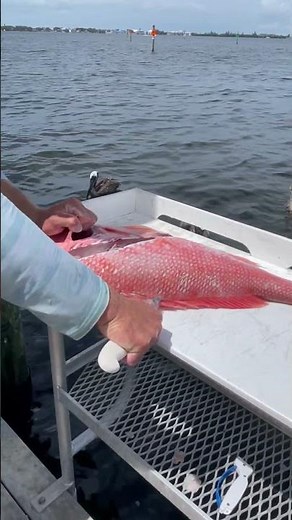 Proper red snapper fillet technique ‪@Gulfcoastfishingadventures‬@broketackle #redsnapper