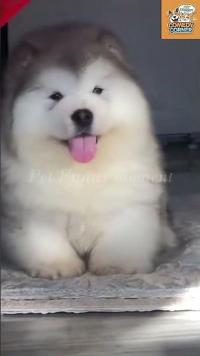 "Pet Funny moment | Cutest Fat Dogs in Hilarious Moments! 🐾🤣"