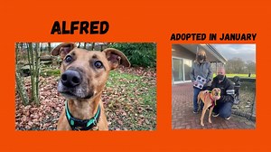 Cheshire Dogs Home Adoption Update 🐾 | Manchester & Cheshire Dogs' Home